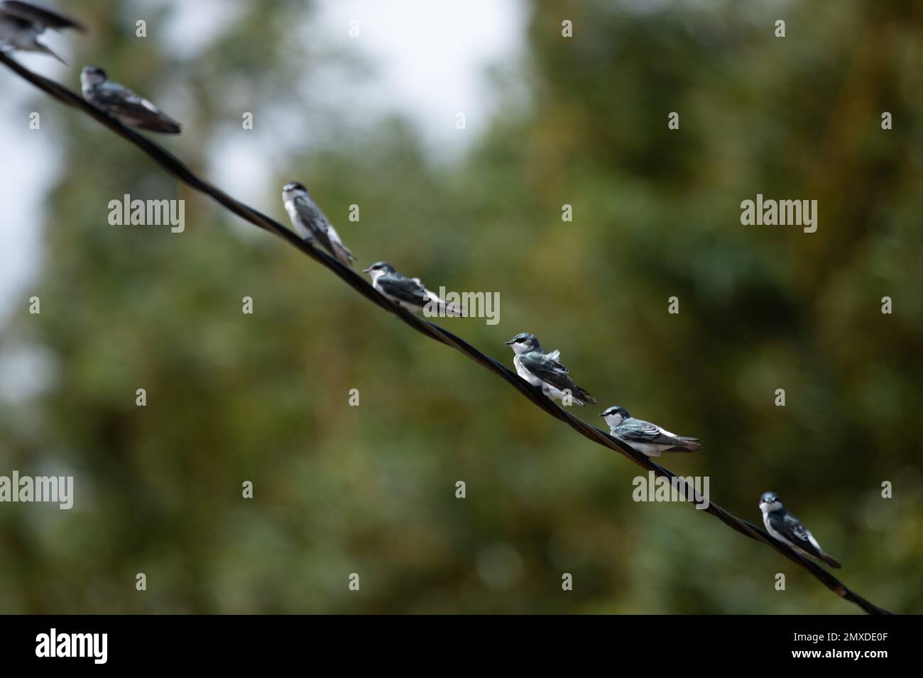 A close-up shot of sparrows sitting on a wire Stock Photo - Alamy