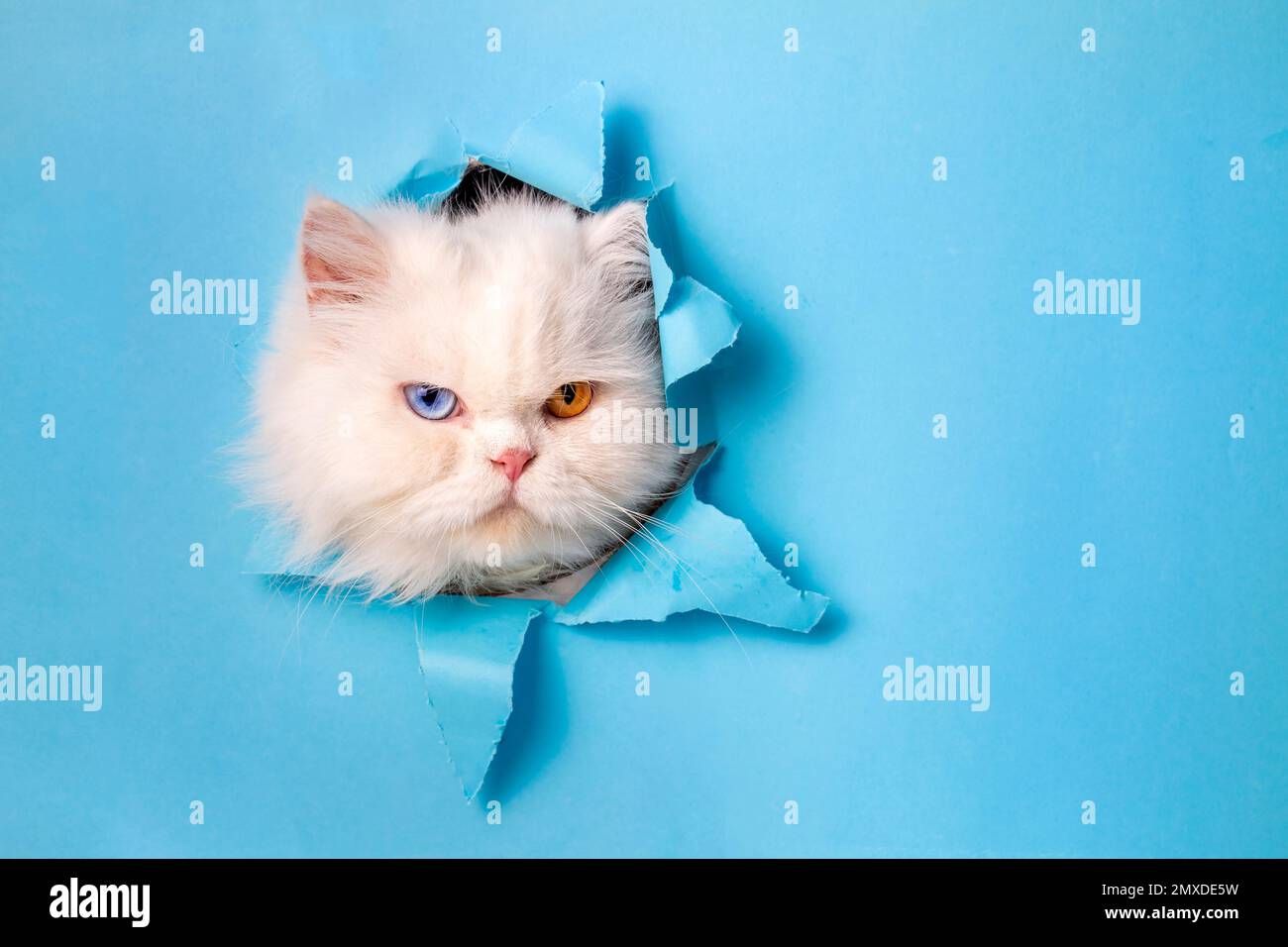 Cute white cat animal climbs out with paw of paper hole frame isolated ...