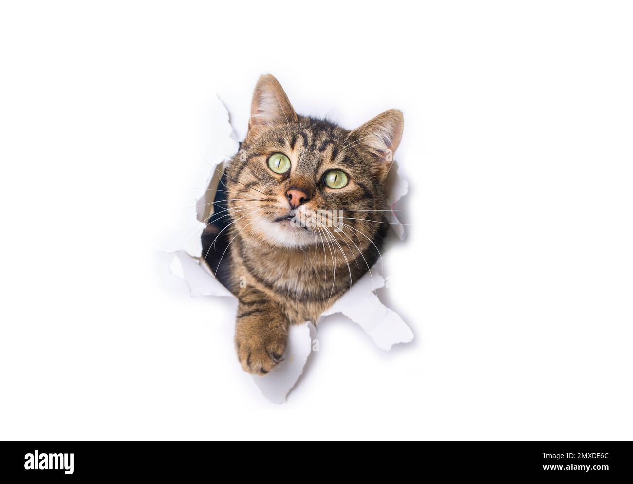 Cute tabby cat animal climbs out with paw of paper hole frame isolated ...