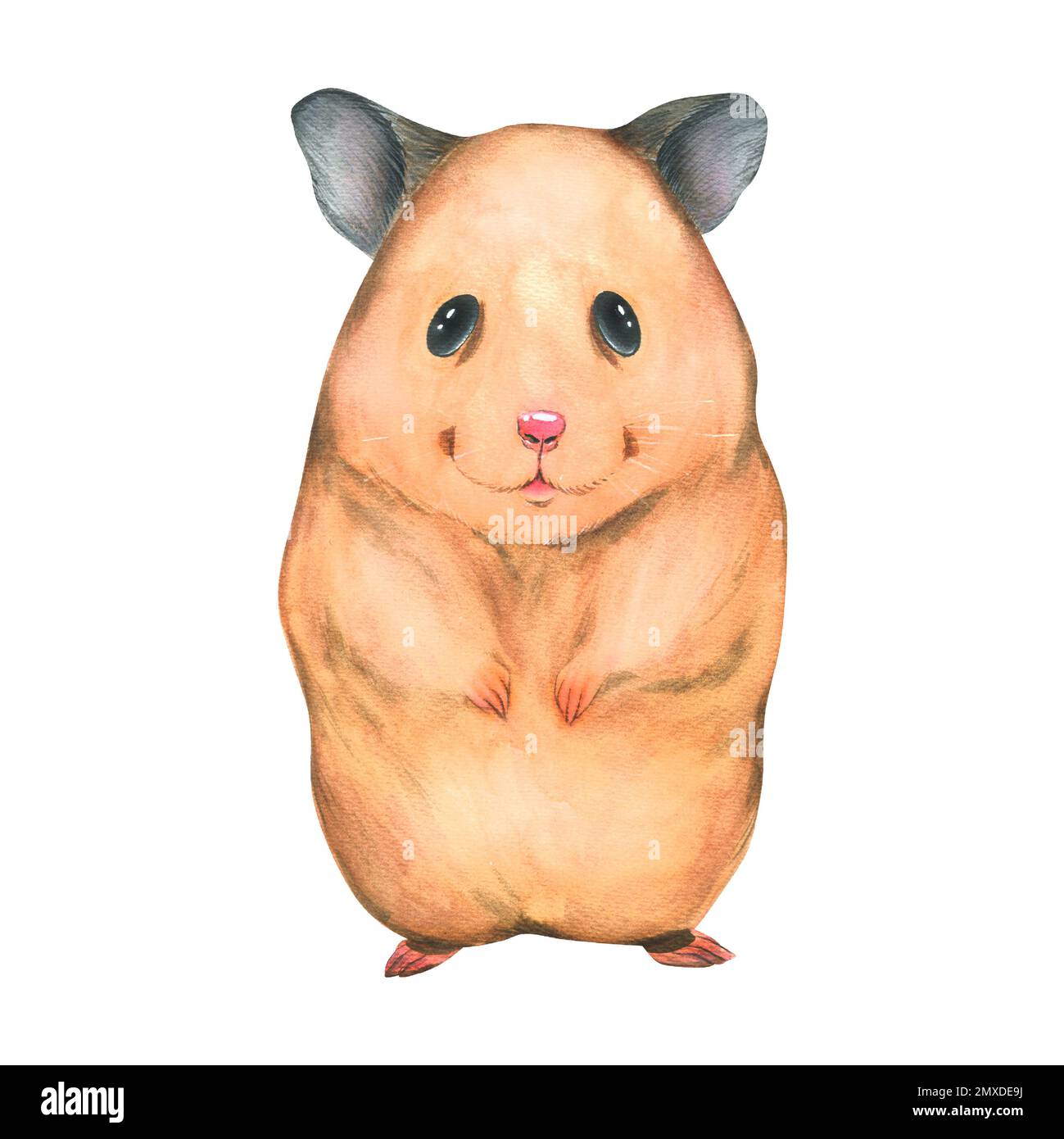 Cute, funny red hamster, full-length portrait. Watercolor illustration ...