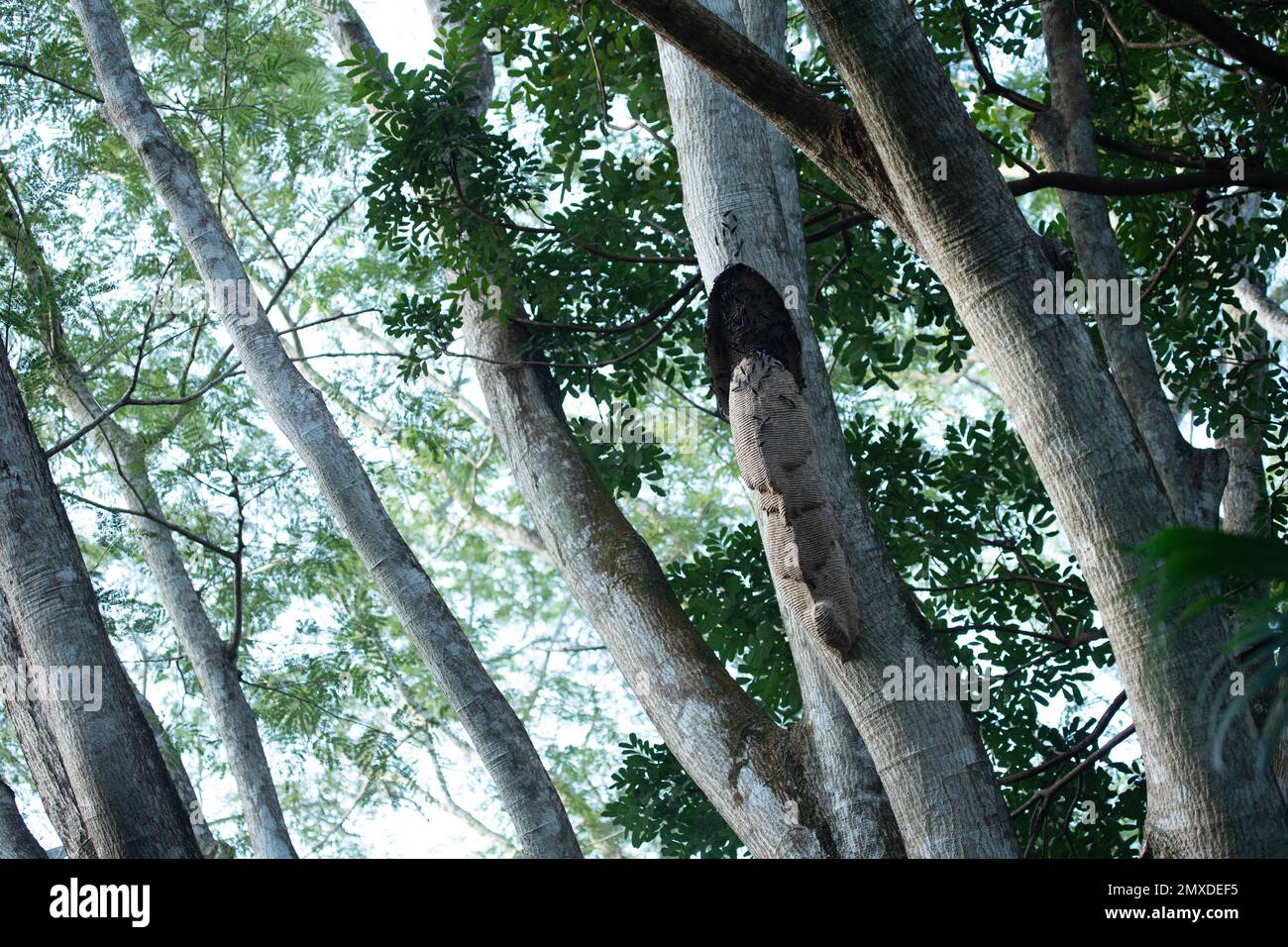 A group of Synoeca cyanea bugs on a nest on a tree Stock Photo - Alamy