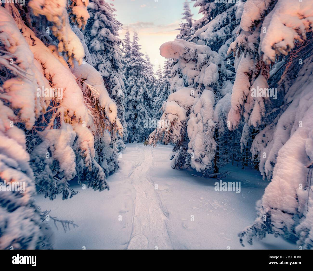 Captivating forest hi-res stock photography and images - Alamy