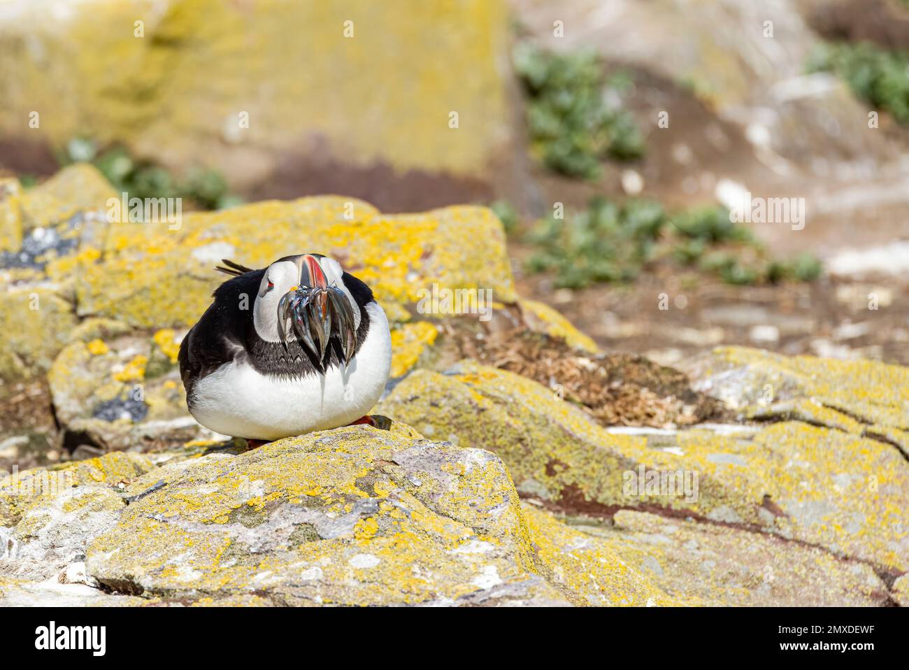 A closeup shot of a cute Puffin with fish in its mouth in the Farne ...