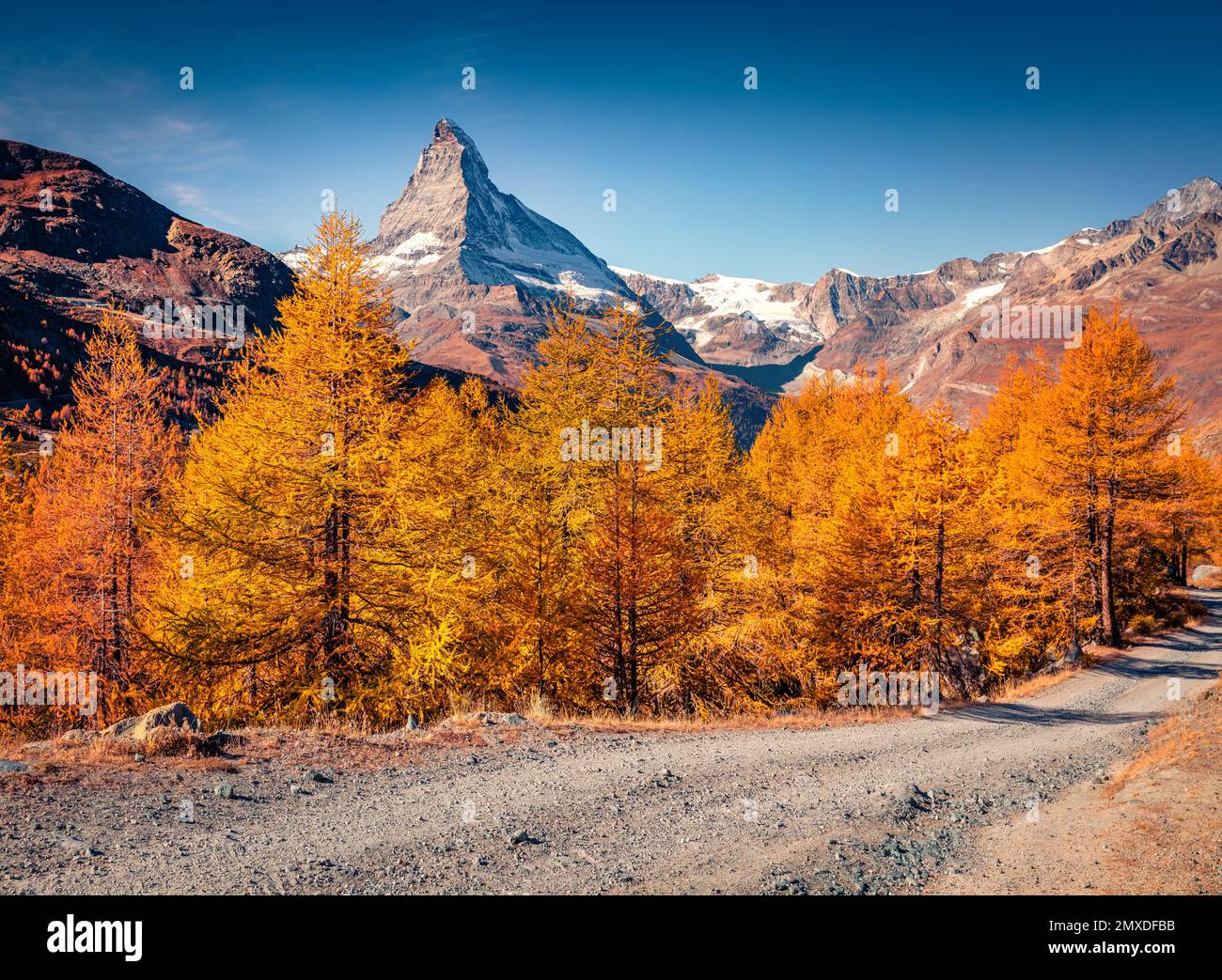 Colorful larch trees in Swiss Alps. Amazing morning view of Matterhorn ...