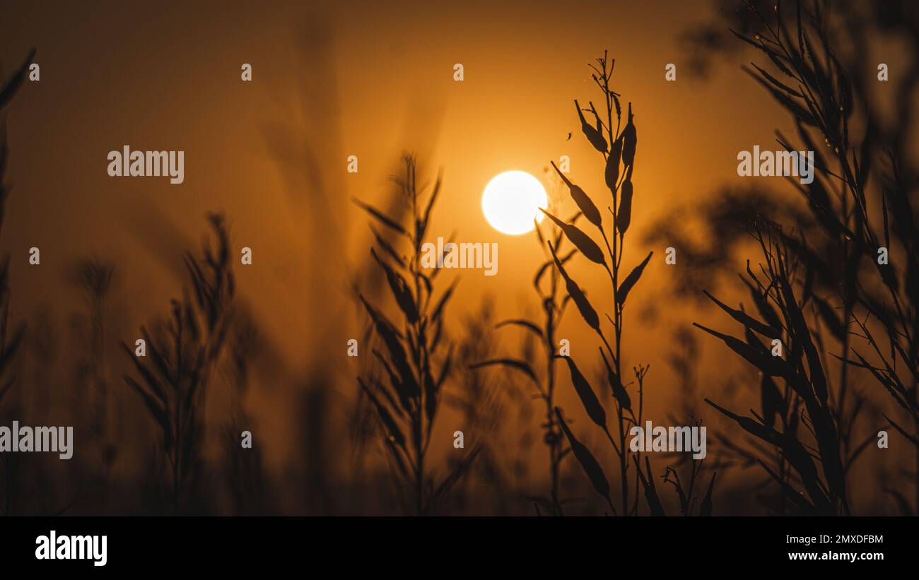 Sun gazing through the ferns Stock Photo - Alamy