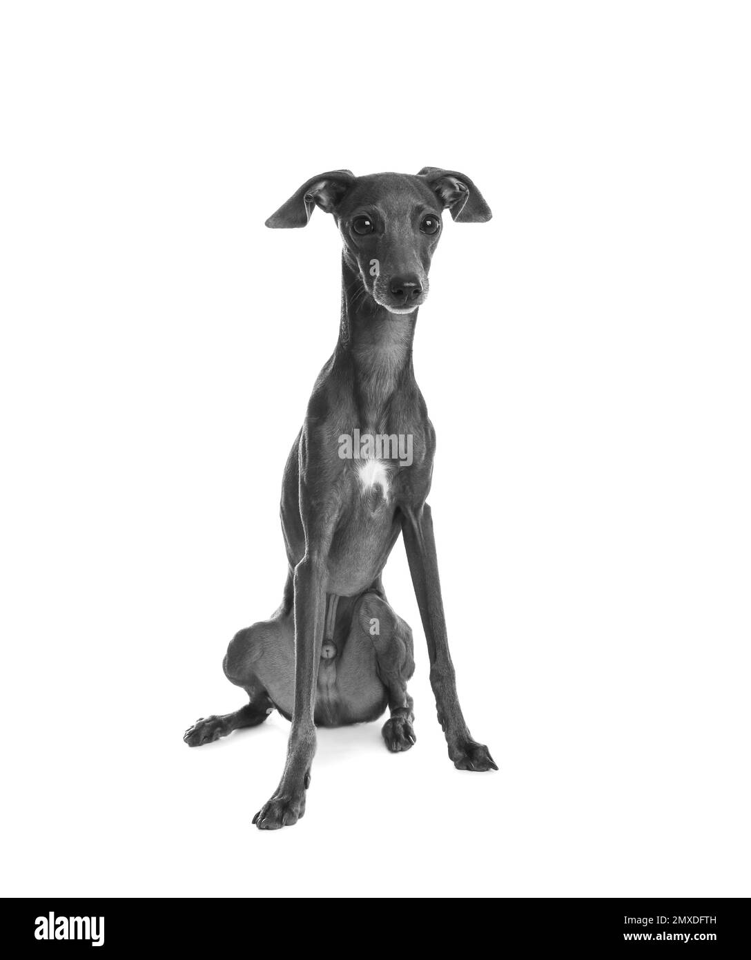 Cute italian greyhound puppy Black and White Stock Photos & Images - Alamy