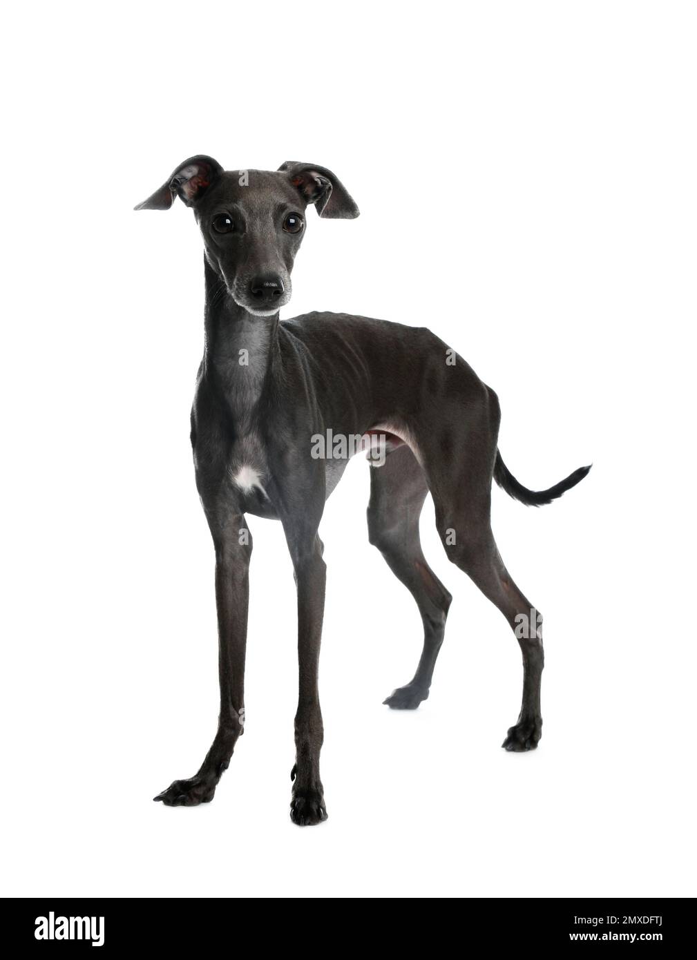 Cute Italian Greyhound dog on white background Stock Photo - Alamy
