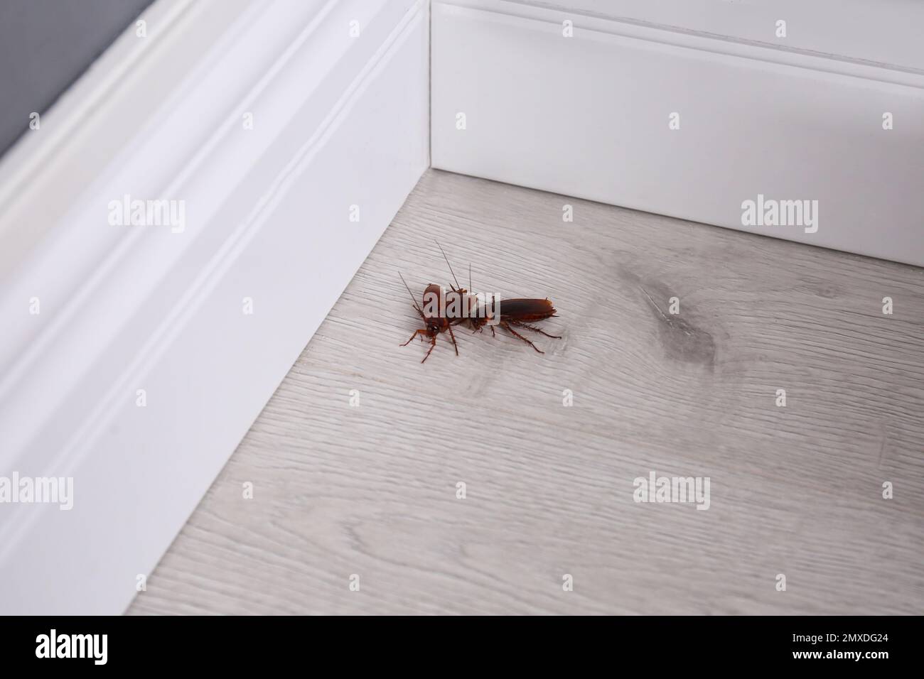 Cockroaches kitchen floor hi-res stock photography and images - Alamy