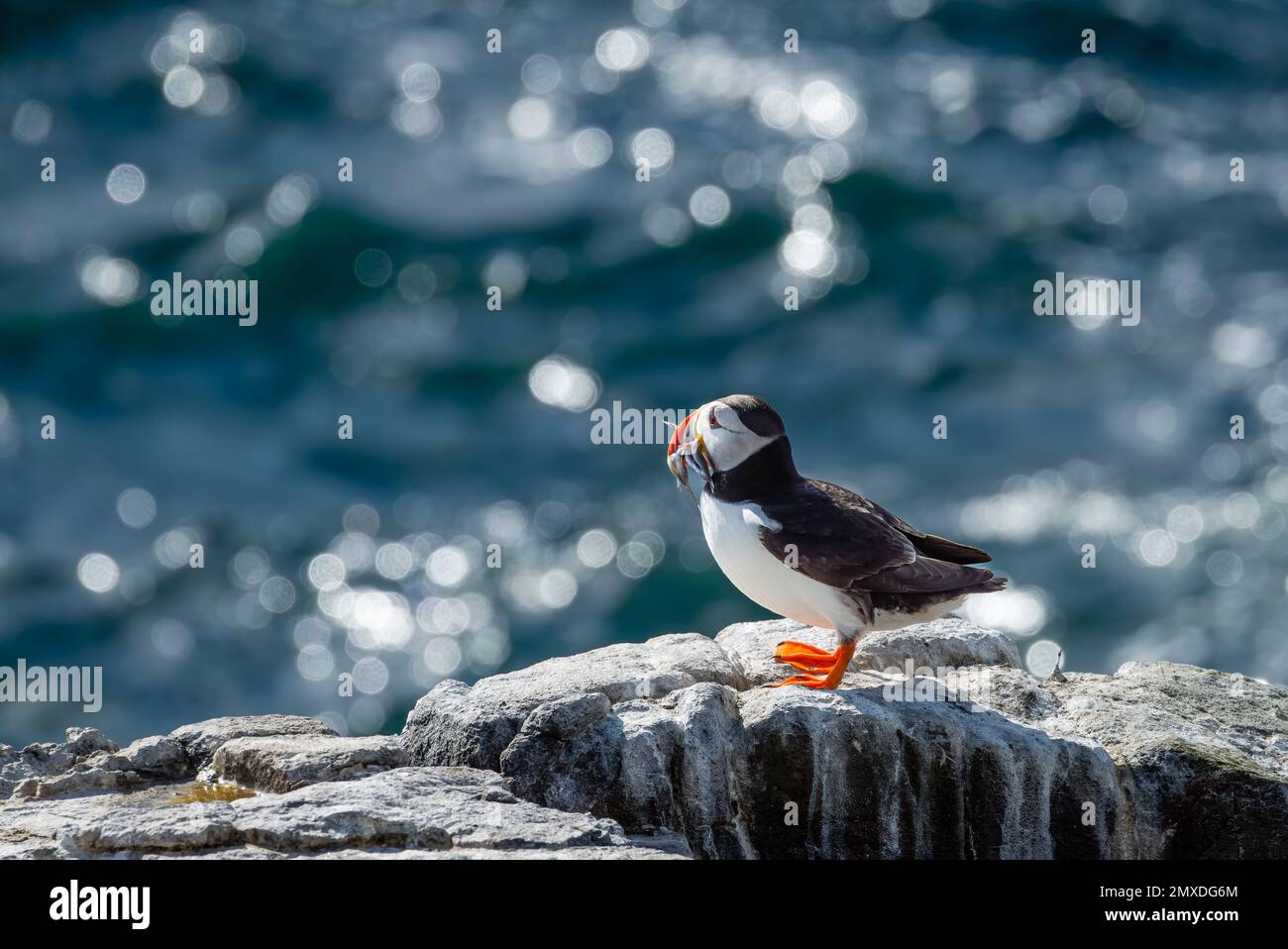 A puffin arriving back from fishing with a maximum load of sandals ...