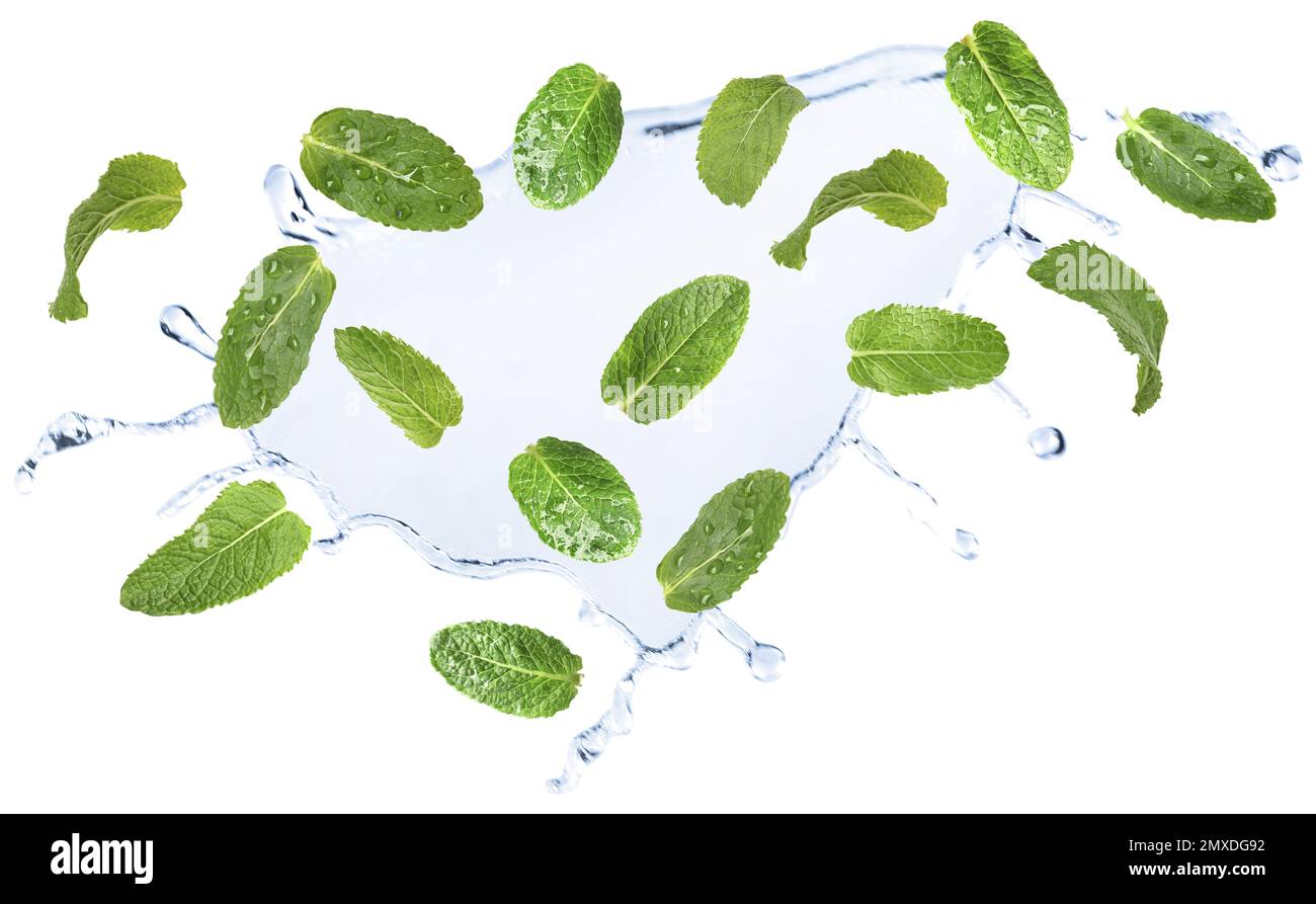 Set of flying green mint leaves with splash of water on white ...