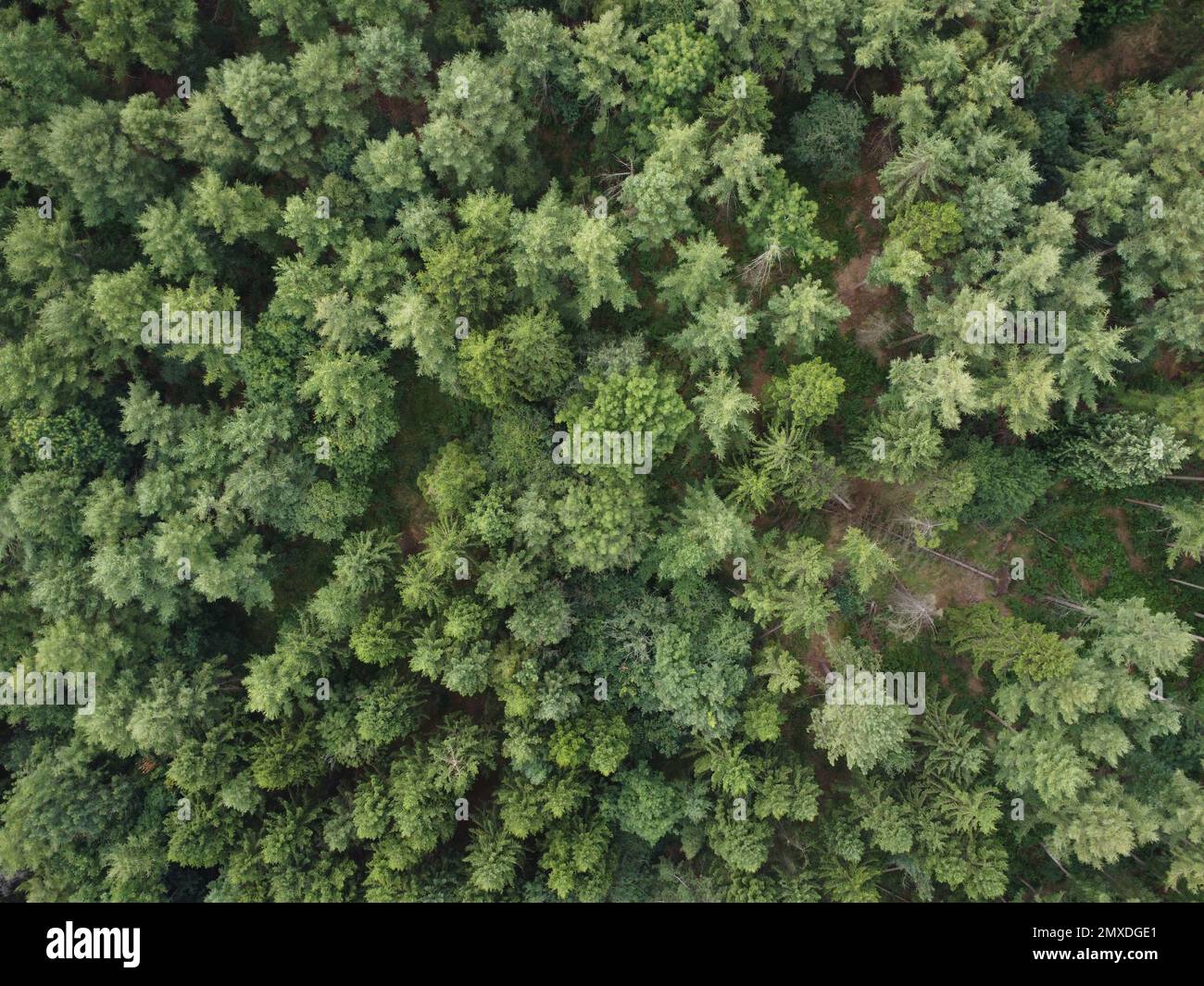 An aerial top view of a thick pine tree forest Stock Photo - Alamy