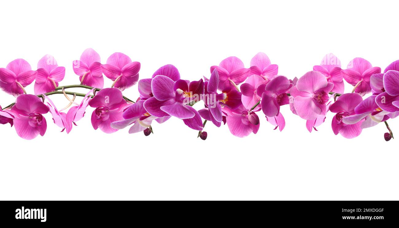 Branch of beautiful orchid on white background. Banner design Stock ...