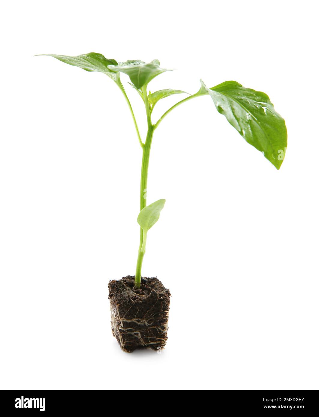 Fresh green pepper seedling isolated on white Stock Photo - Alamy
