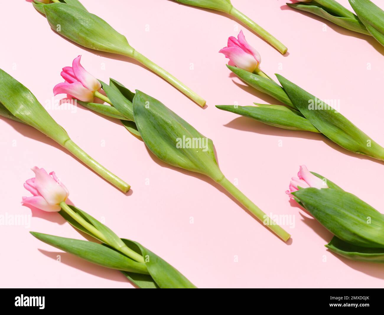 Creative layout with a pattern made of tulips on pink background Stock ...