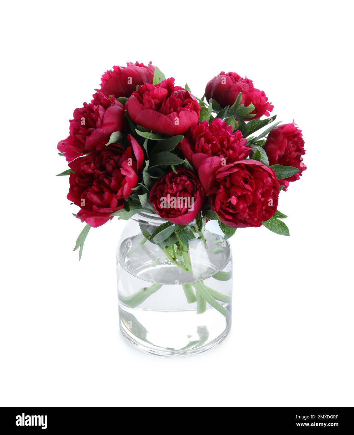 Bouquet of beautiful red peonies in glass jar isolated on white Stock ...