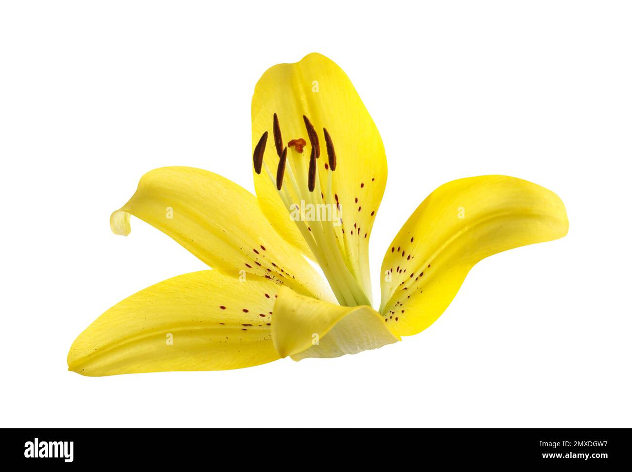 Beautiful blooming yellow lily flower isolated on white Stock Photo - Alamy