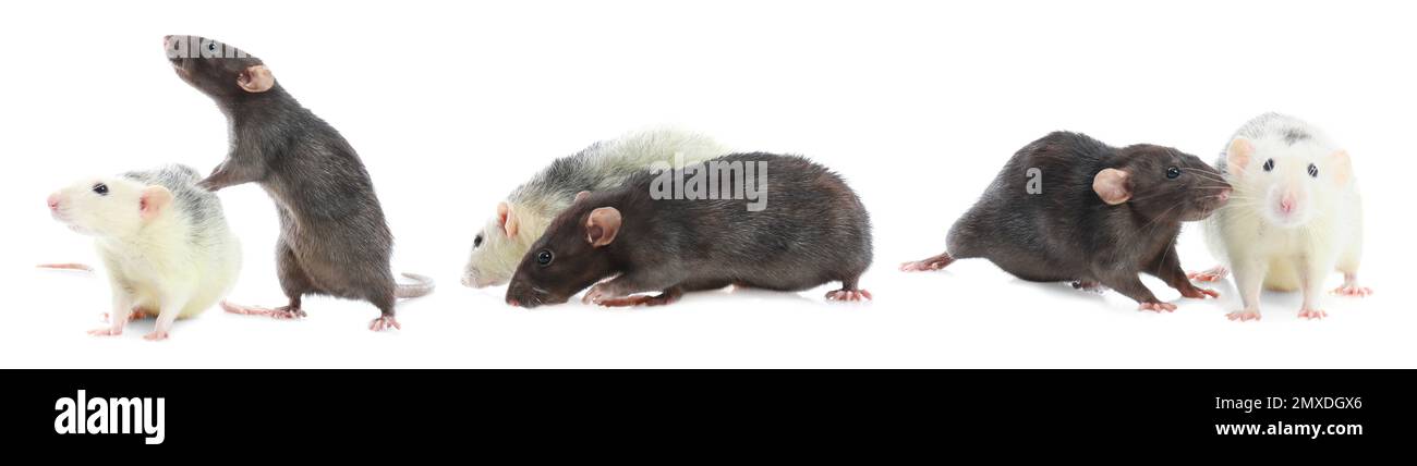 Set of cute little rats on white background. Banner design Stock Photo ...