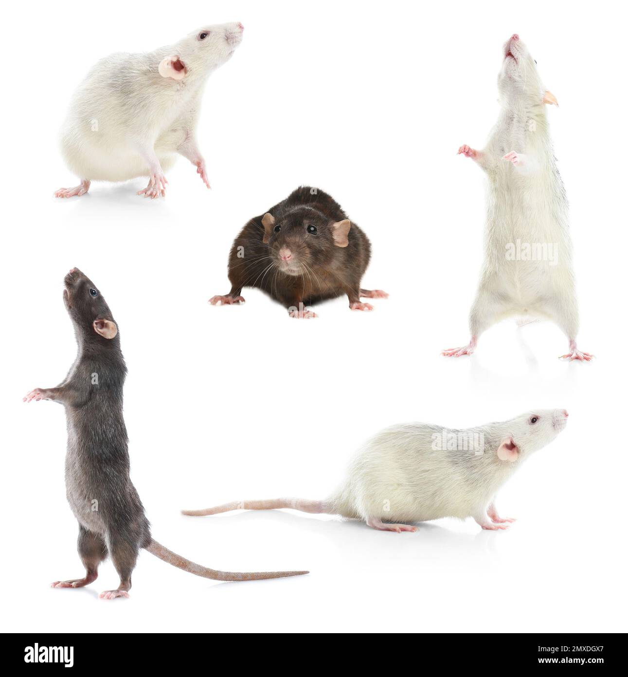 Set of cute little rats on white background Stock Photo - Alamy