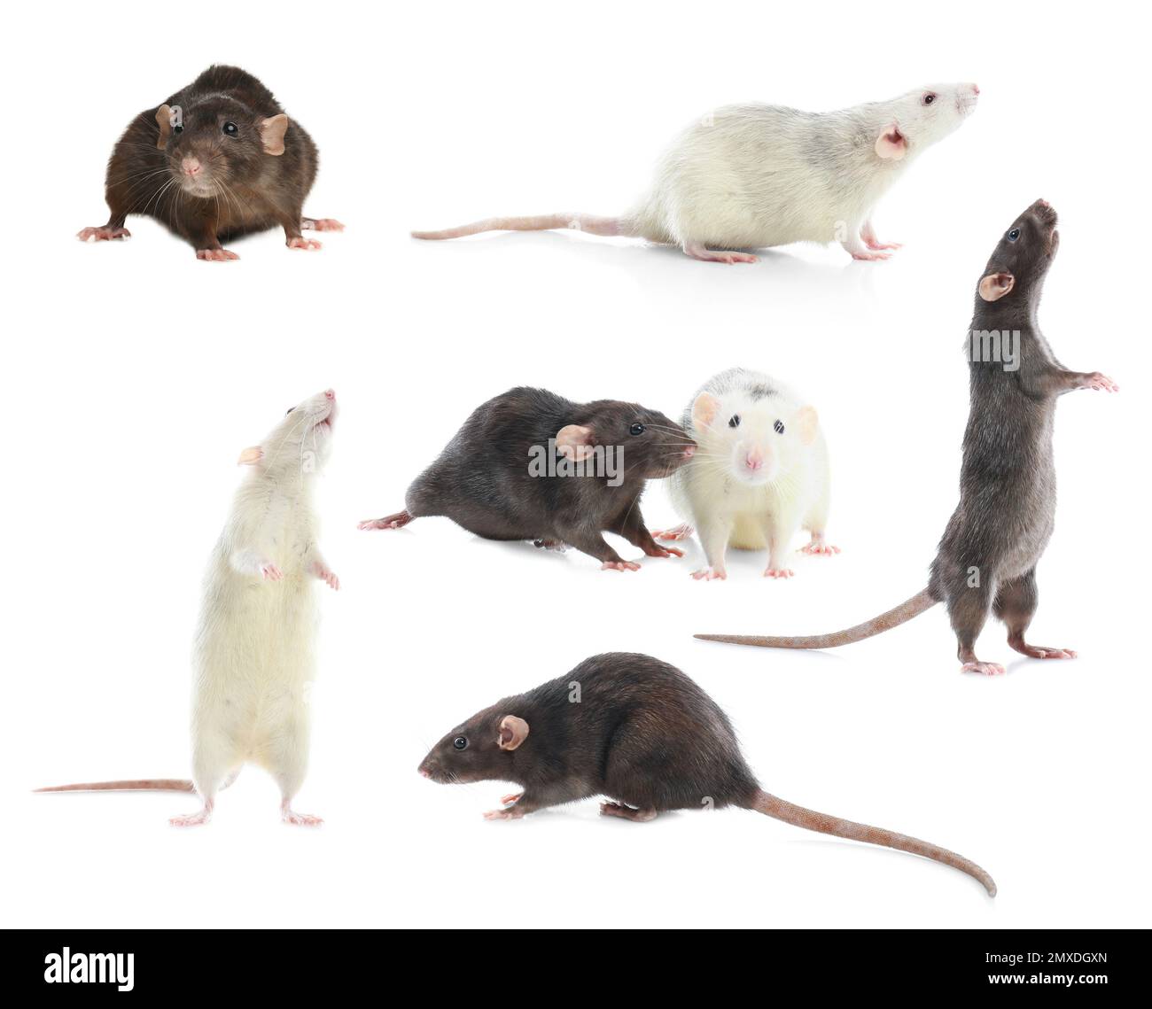 Set of cute little rats on white background Stock Photo - Alamy