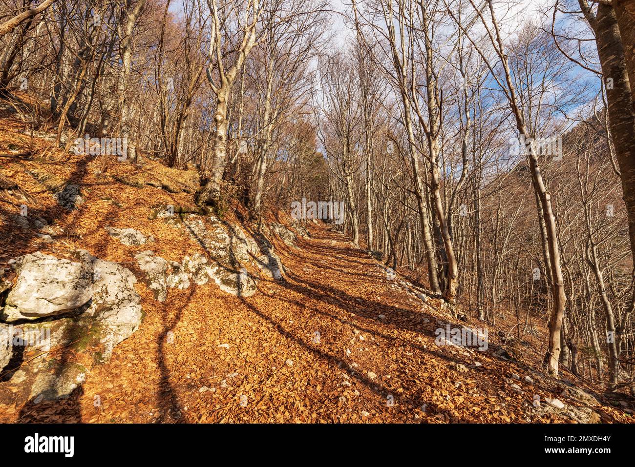 Trekking footpath in autumn with beech trees and dry leaves in Italian ...