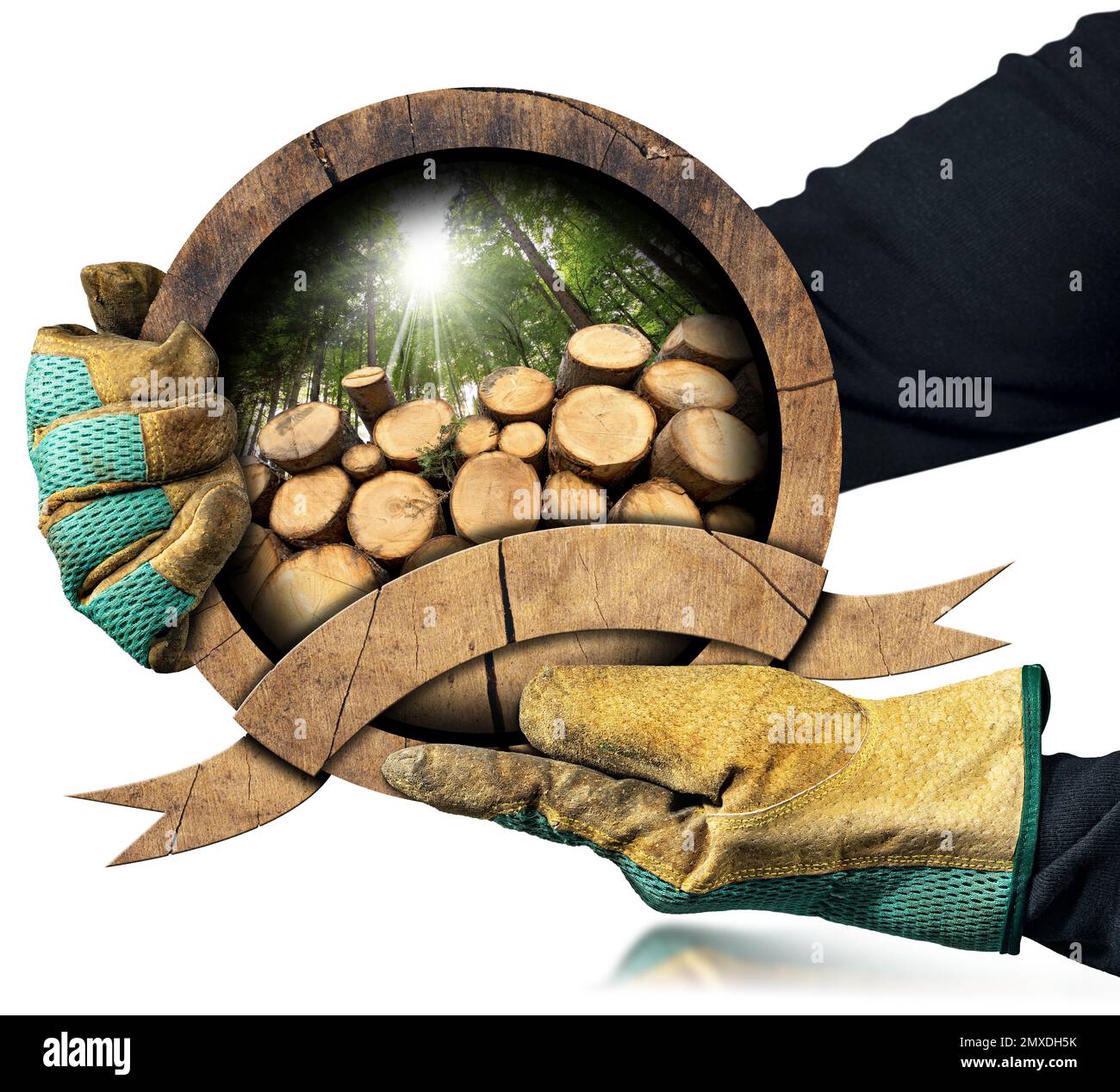 Wooden sign in the tree trunk in the forest Cut Out Stock Images ...