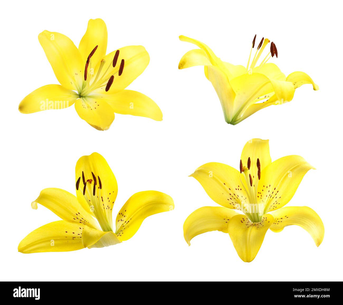 Blooming yellow lilies hi-res stock photography and images - Alamy