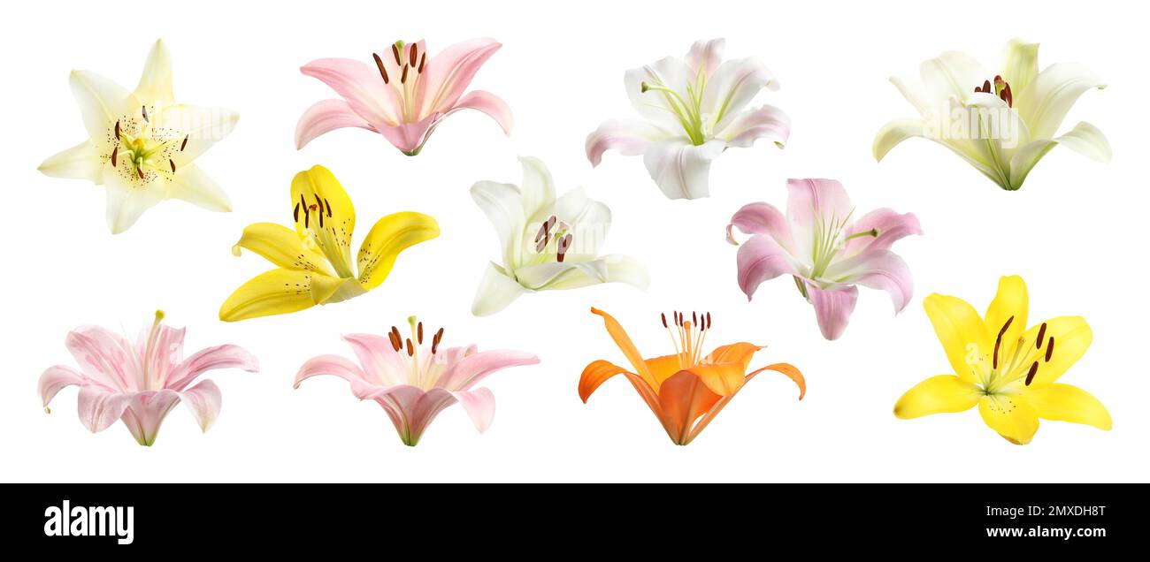 Set of beautiful blooming lilies on white background. Banner design ...