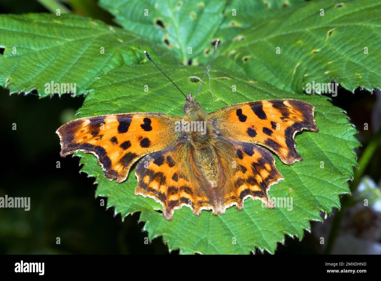 Comma open wings hi-res stock photography and images - Alamy