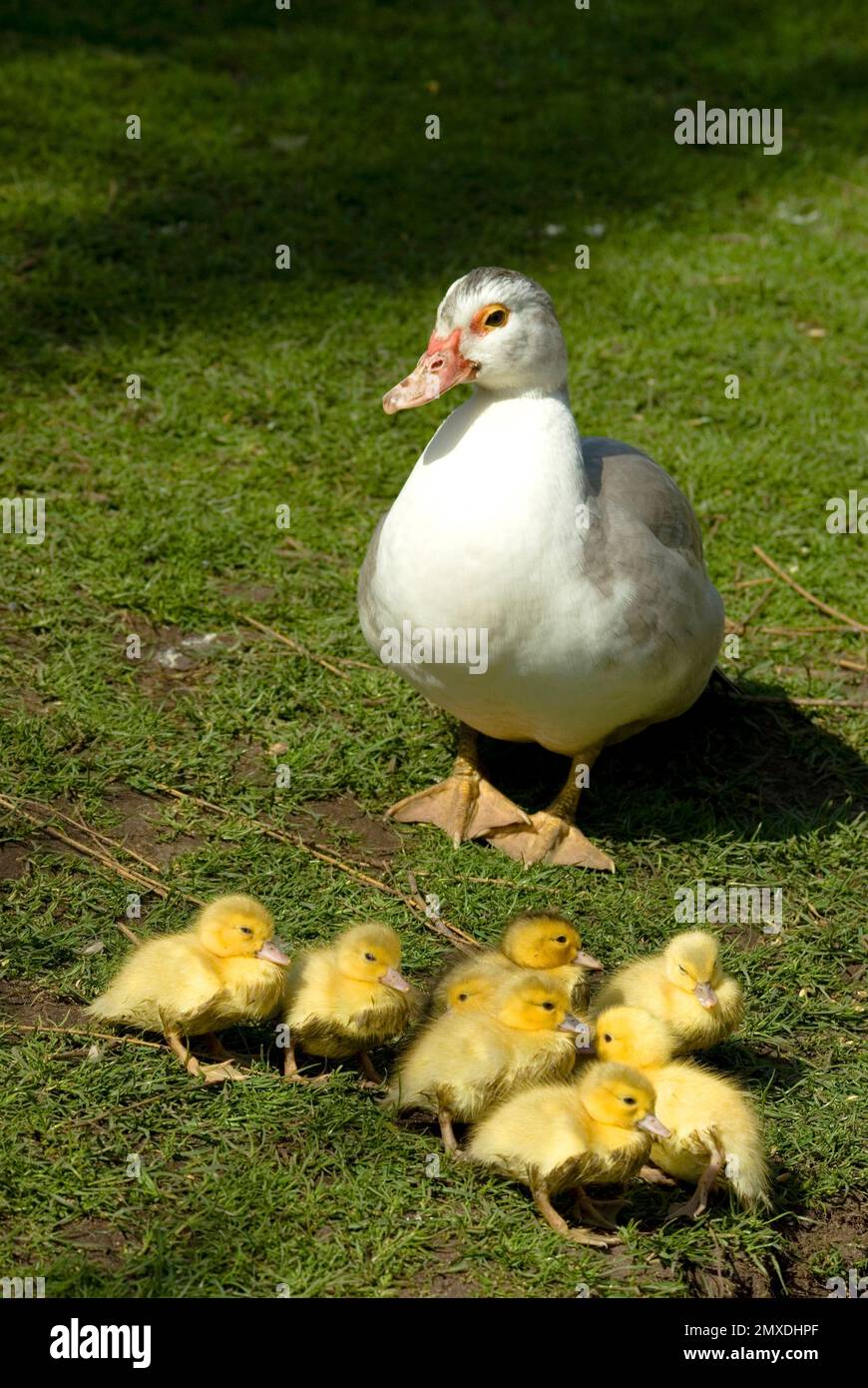 Adult duck and ducklings hi-res stock photography and images - Alamy