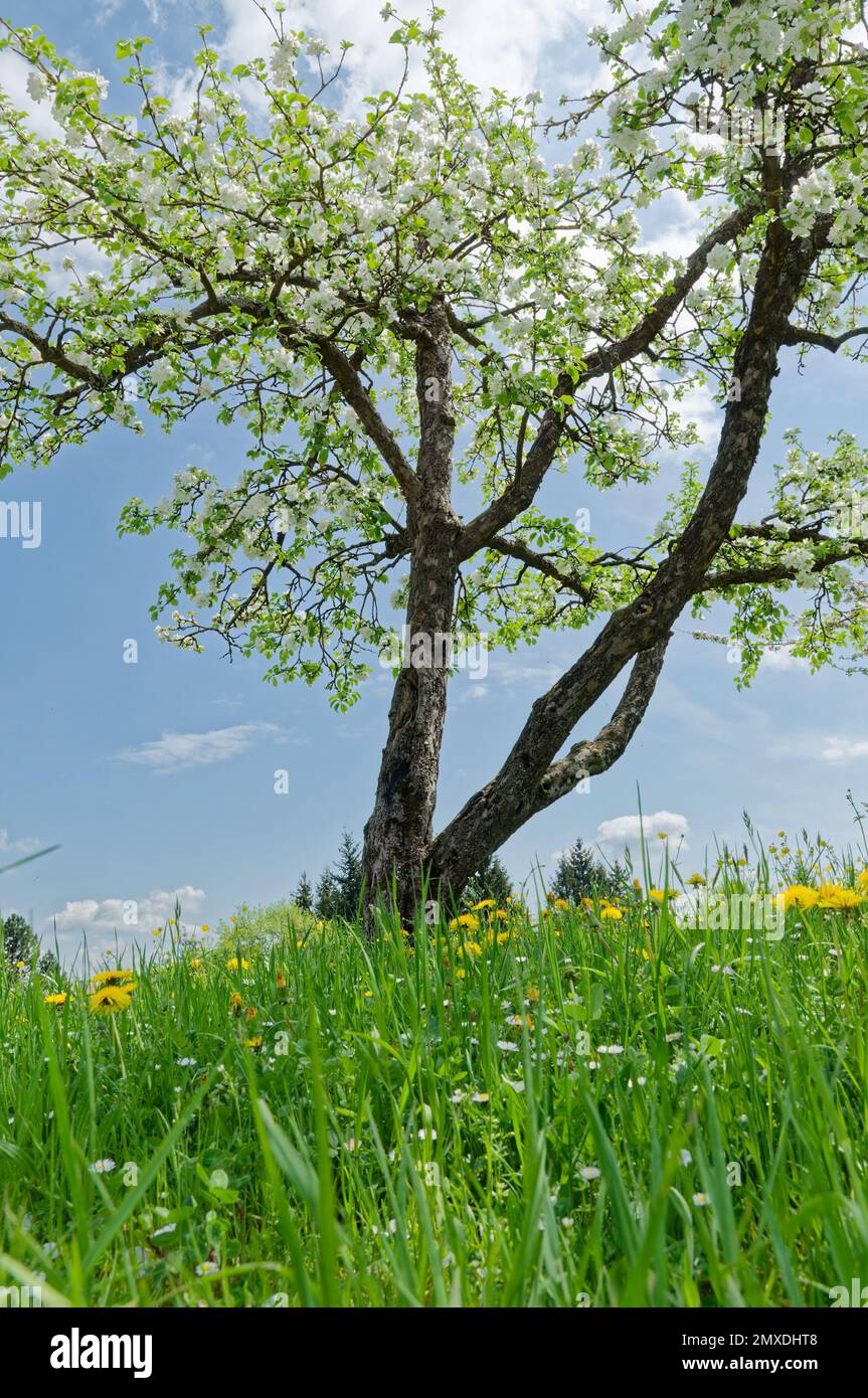 A vertical shot of a tall tree on a grassy clearing under a blue sky ...