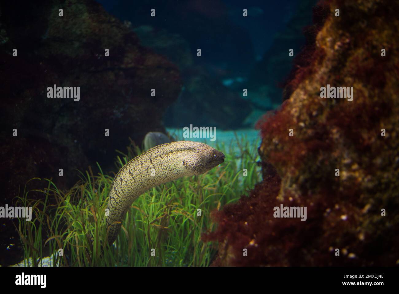 Indian mud moray gymnothorax tile hi-res stock photography and images ...
