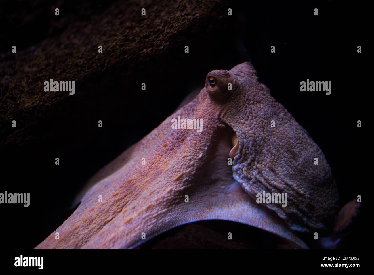 Octopus in its cave hi-res stock photography and images - Alamy