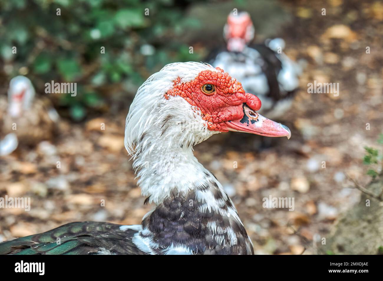 Female muscovy ducks hi-res stock photography and images - Alamy