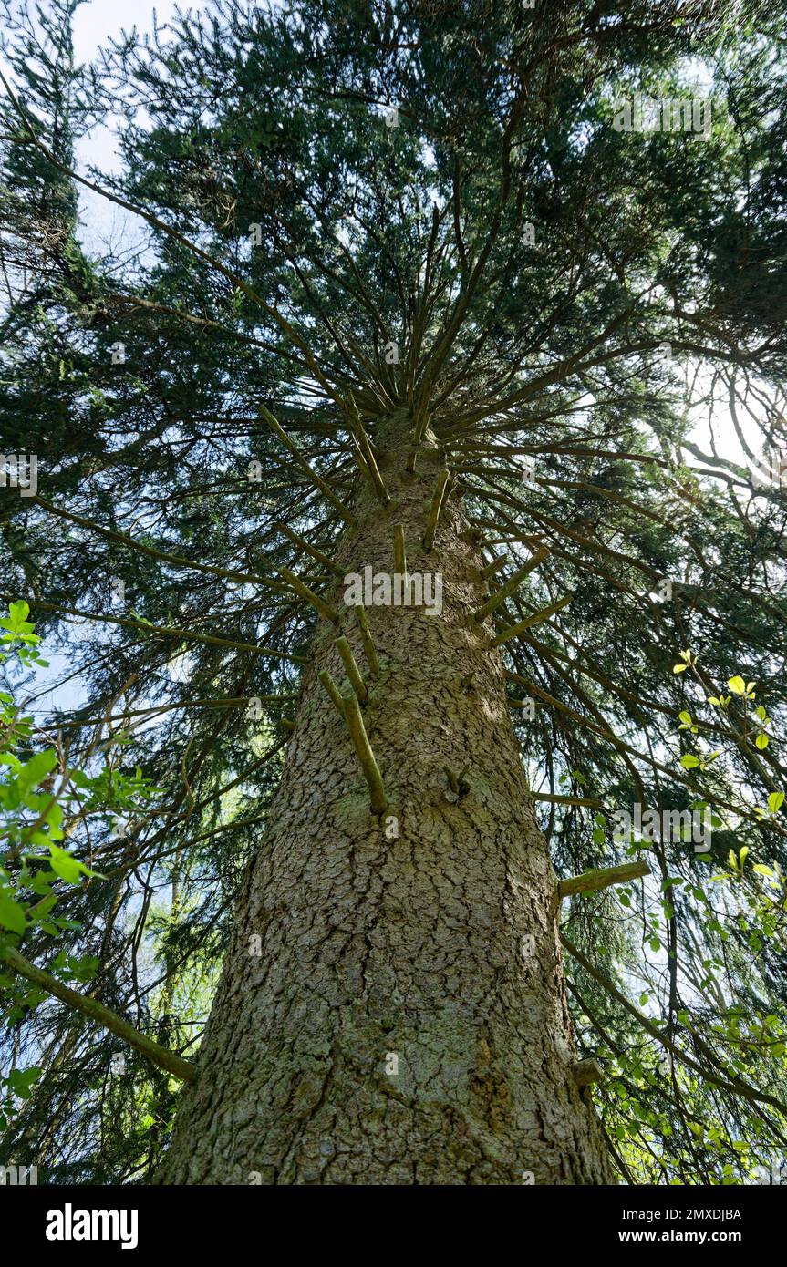 A vertical low angle shot of a tall tree with lush green branches Stock ...