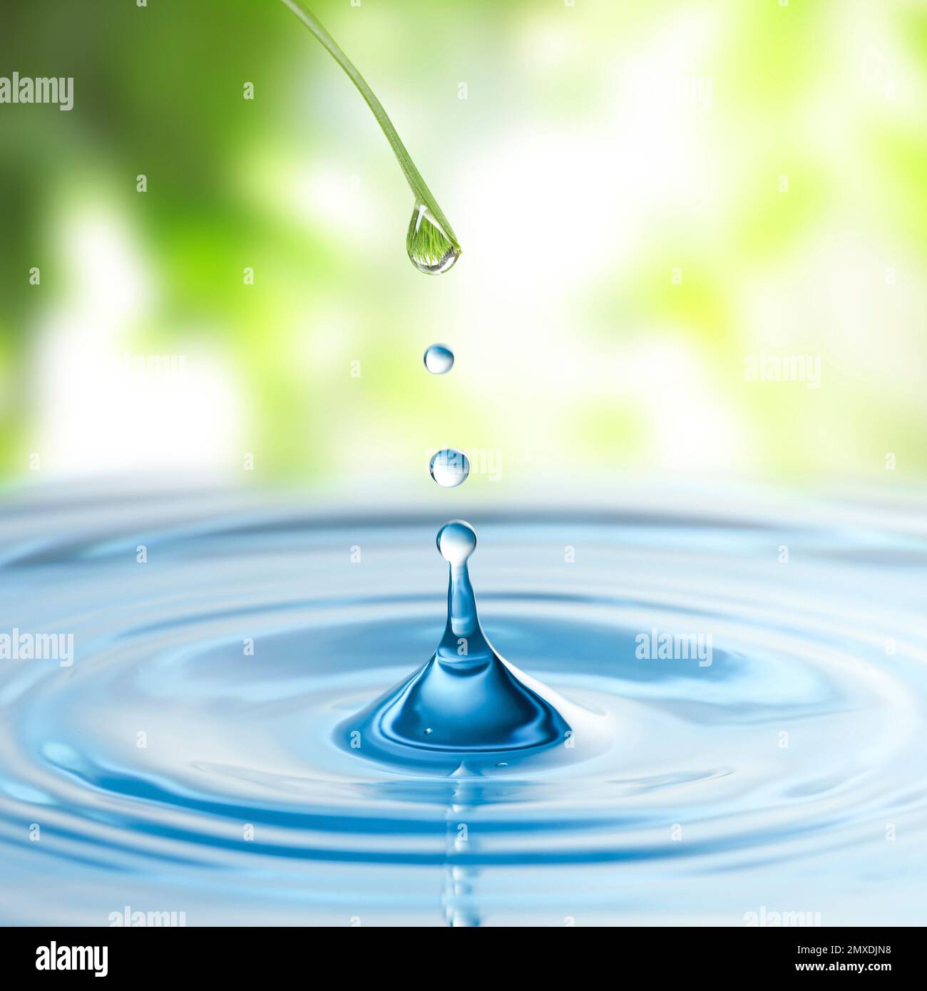 Water drops falling from grass blade into water on sunny day, closeup ...