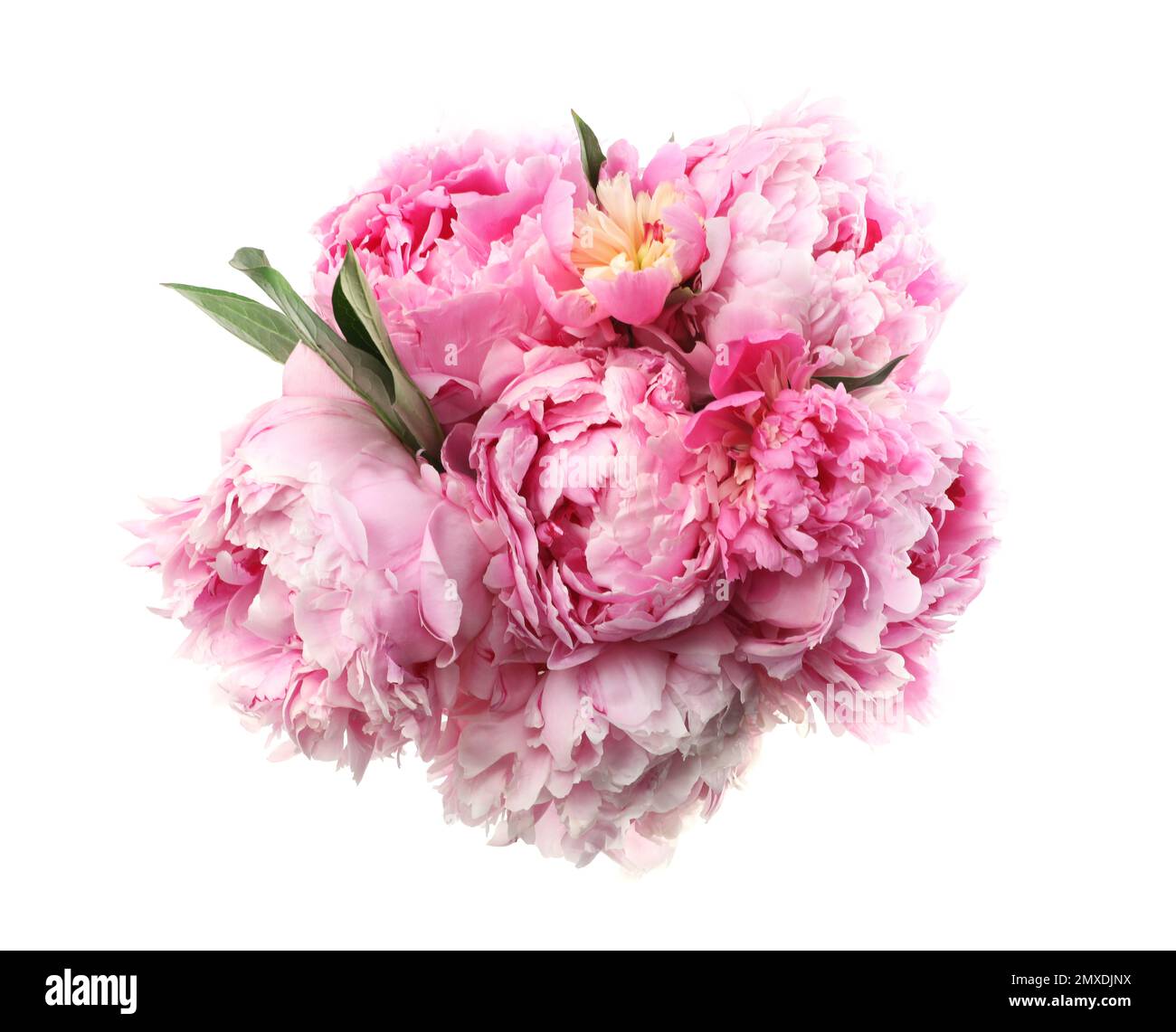Bouquet of beautiful peonies on white background Stock Photo - Alamy