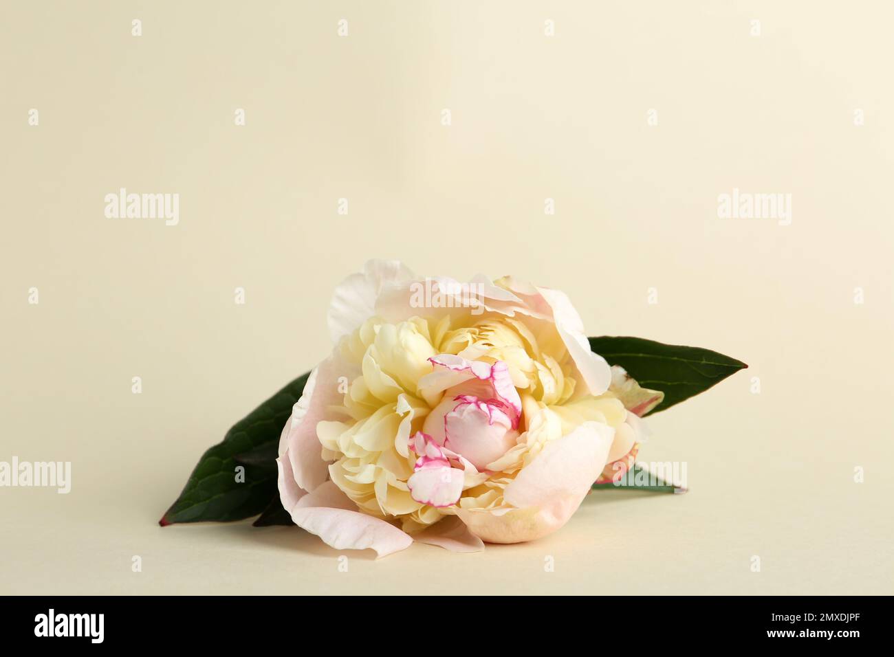 Beautiful fragrant peony flower on beige background Stock Photo - Alamy