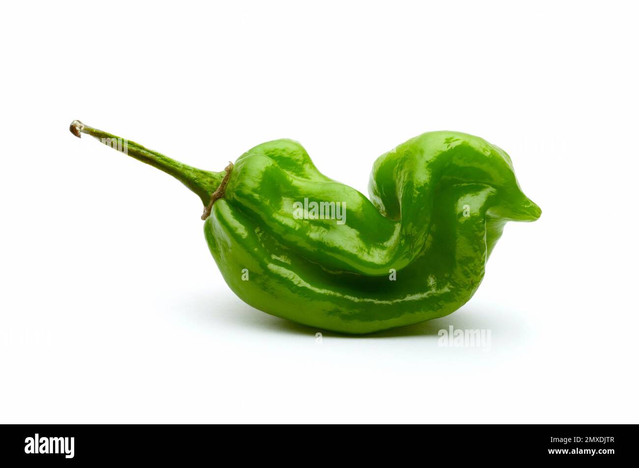 Scotch Bonnet Chili in the shape of a duck Stock Photo - Alamy