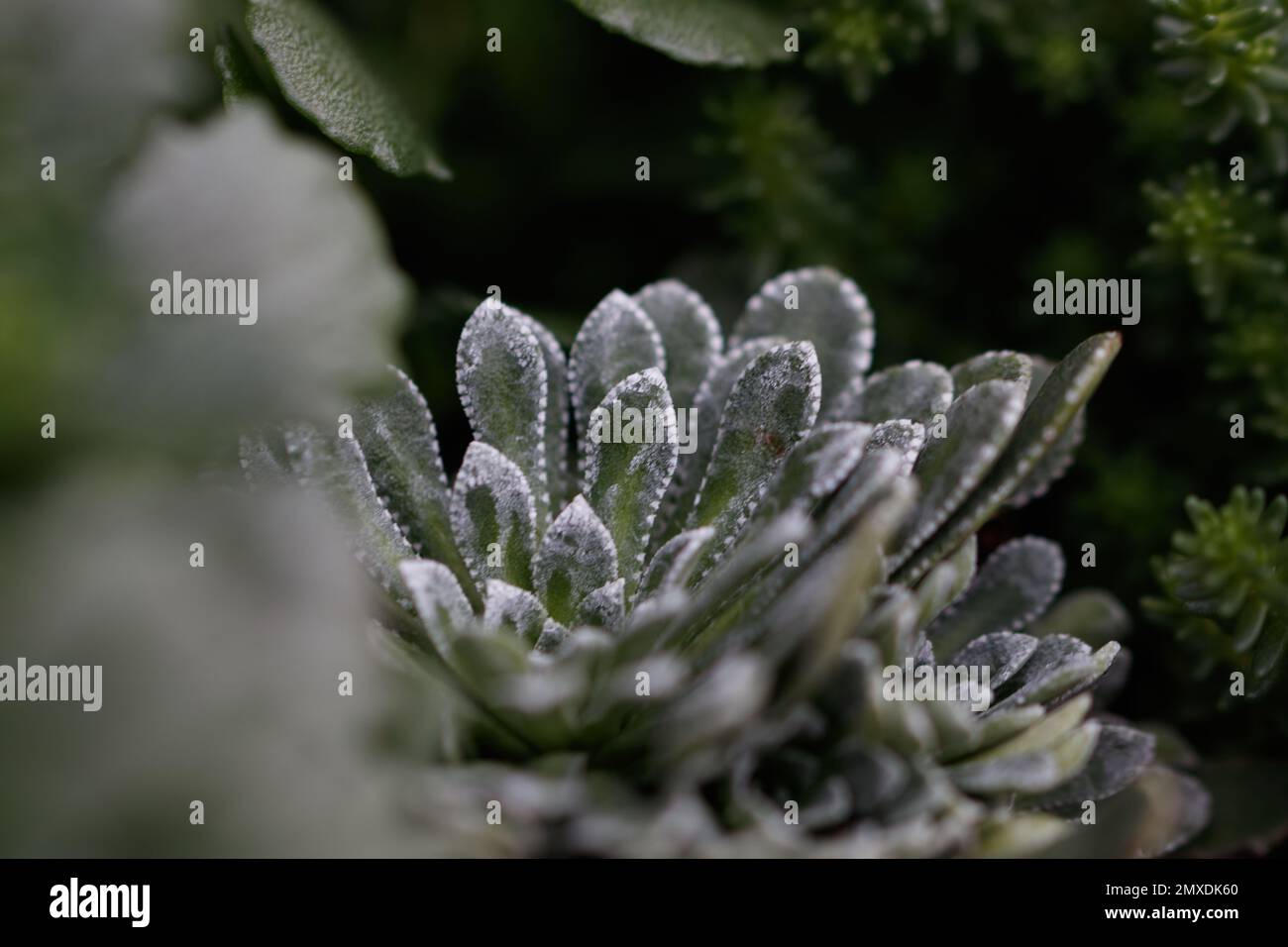 Echeveria setosa hi-res stock photography and images - Alamy
