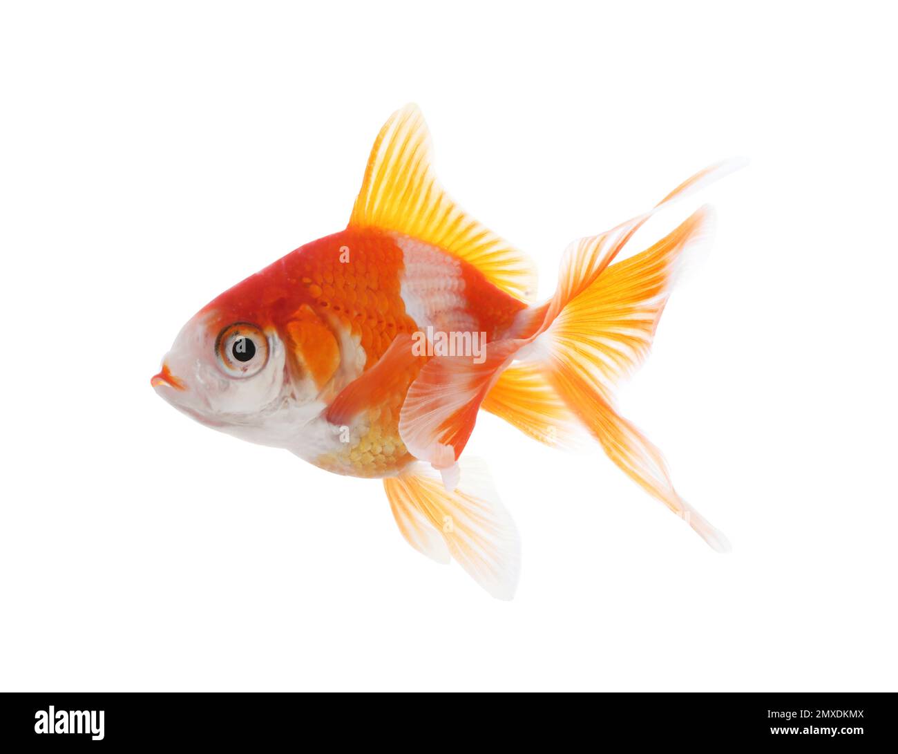 Beautiful bright small goldfish isolated on white Stock Photo - Alamy