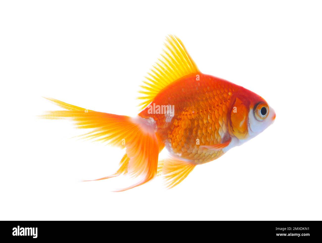 Beautiful bright small goldfish isolated on white Stock Photo - Alamy
