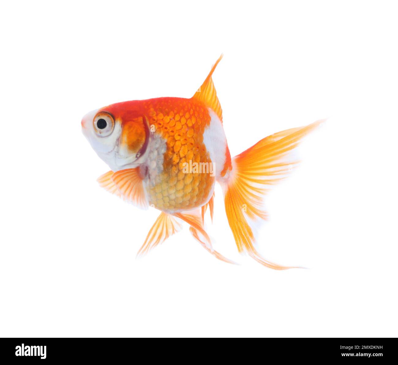 Beautiful bright small goldfish isolated on white Stock Photo - Alamy