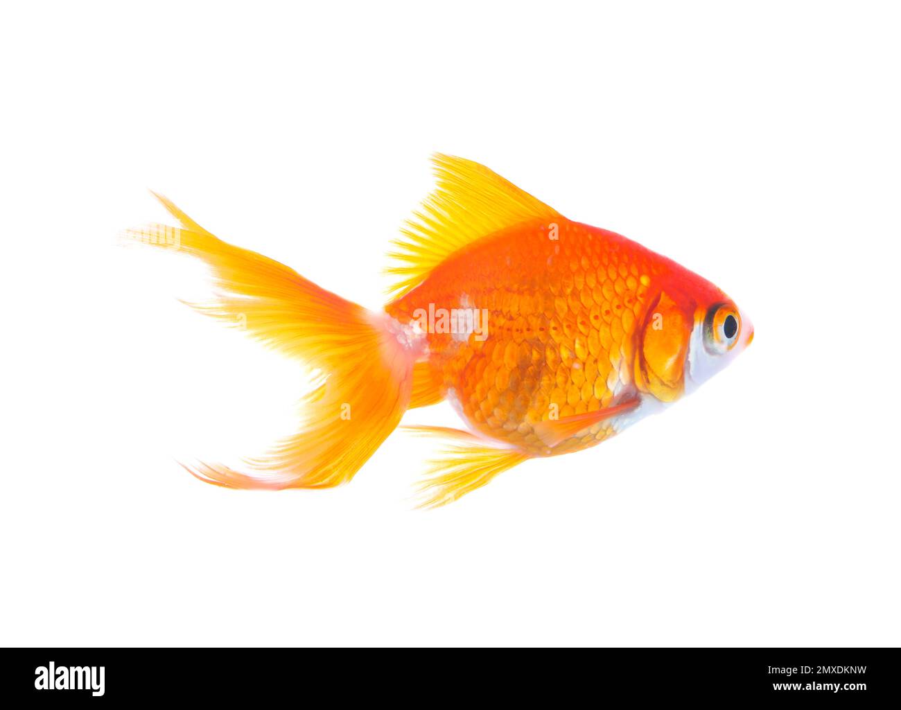 Goldfish texture hi-res stock photography and images - Alamy