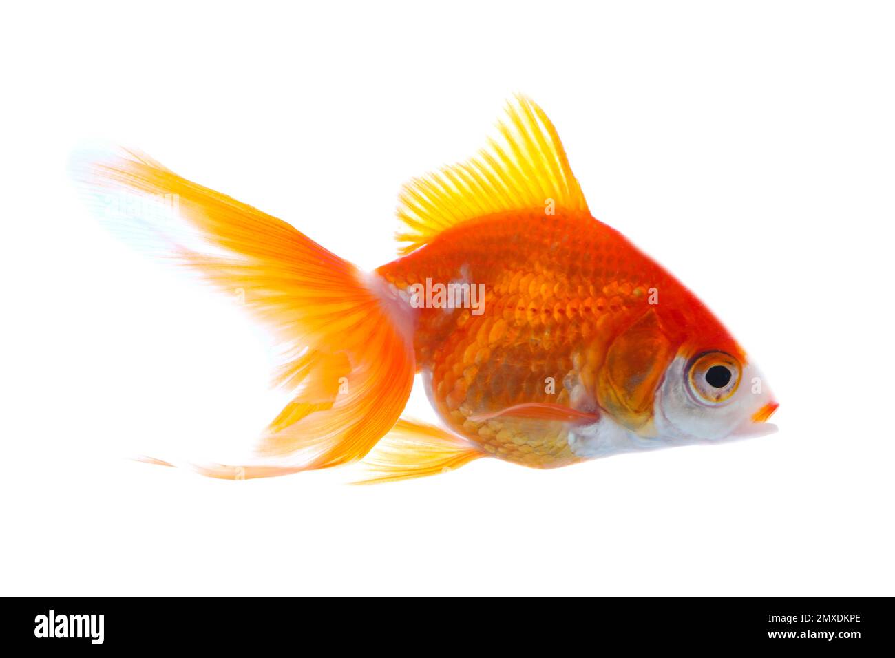Goldfish texture hi-res stock photography and images - Alamy