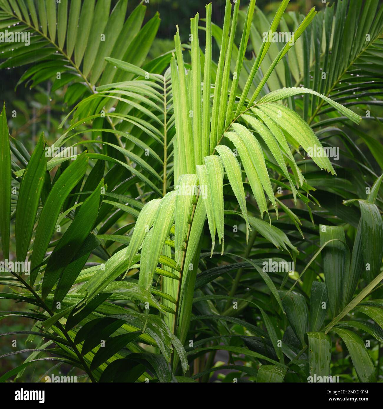 exotic bright fresh wet water on green palm leaf foliage jungle plant ...