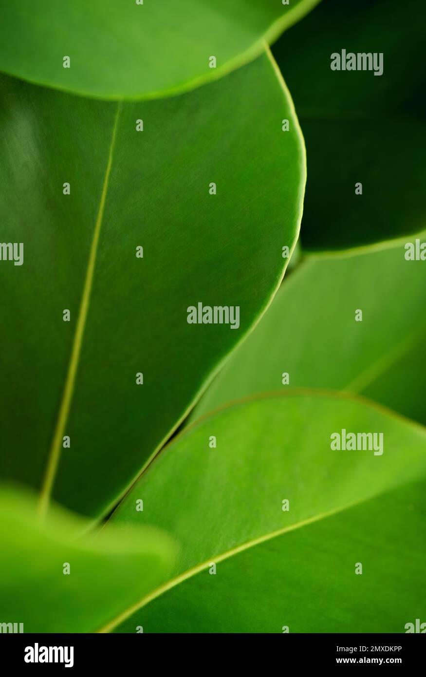 close up macro abstract curve line edge of tropical botanical ...