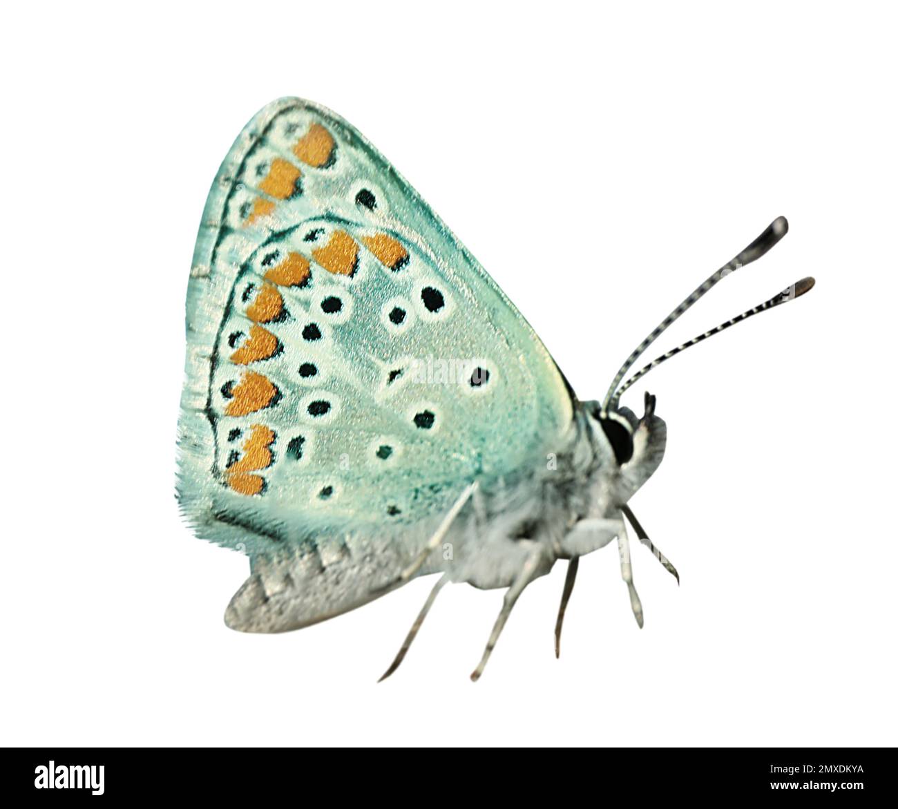 Beautiful bright butterfly flying on white background Stock Photo - Alamy