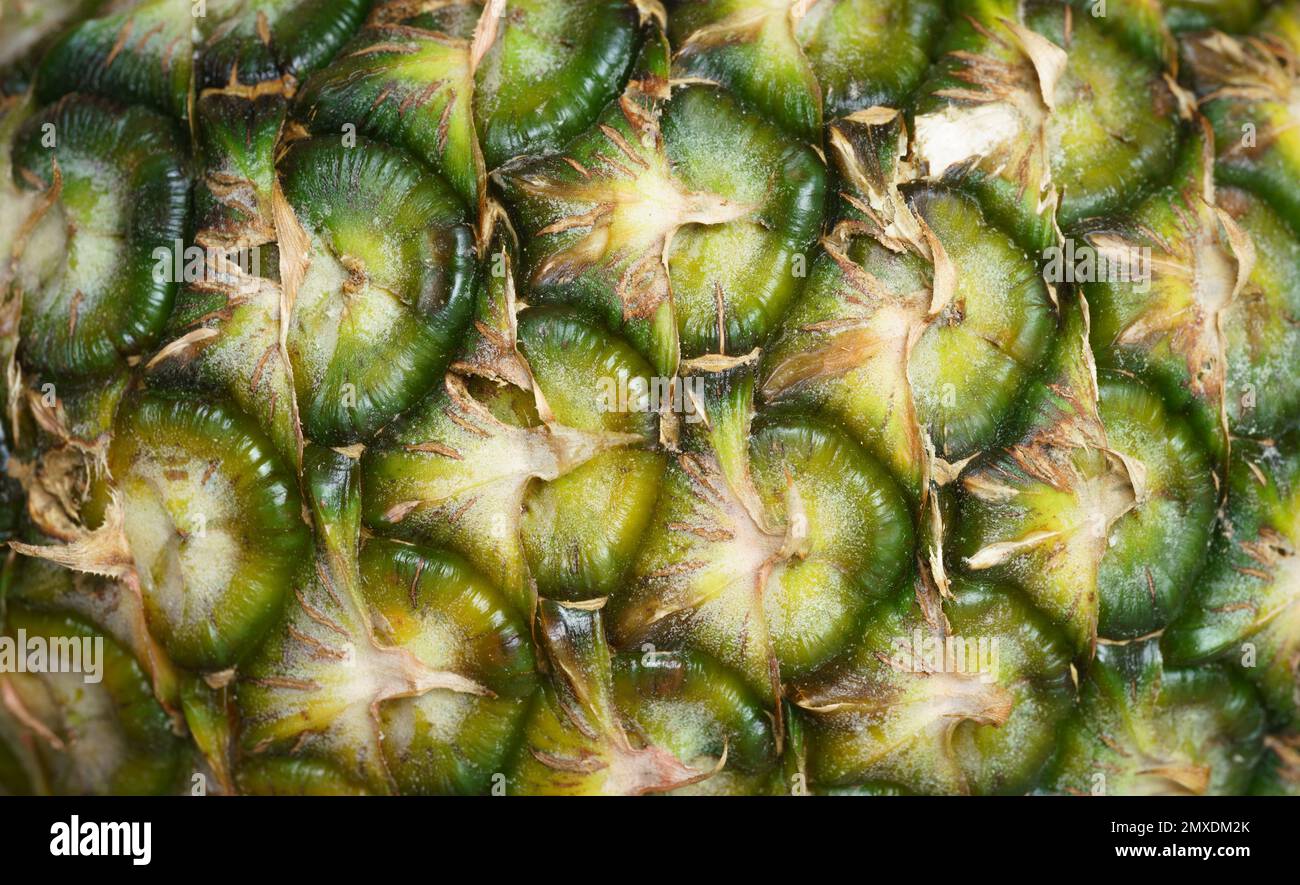 close up pineapple dark green yellow pattern with soft light texture ...