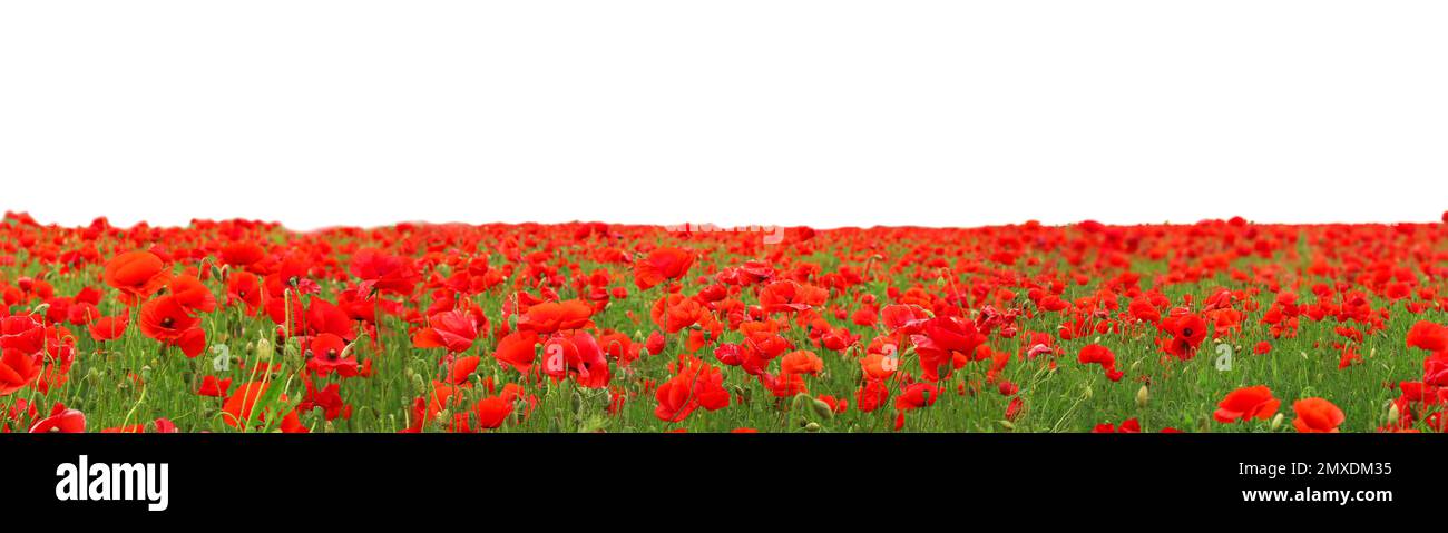 Beautiful red poppy flowers growing in field on white background ...