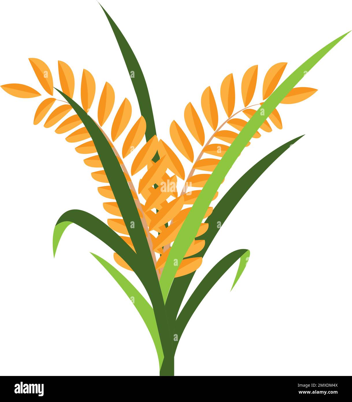 Ear of paddy rice isolated on white background. Icon vector ...